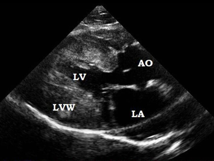 Universitair Dierenziekenhuis | Screenen op hypertrofische ...